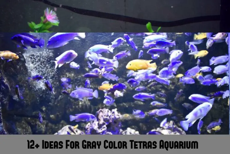 12+ Ideas For Gray Color Tetras Aquarium