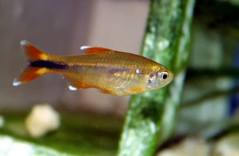7 Most Beautiful Silver Tetra Fish List For Your Aquarium - Tetra Fish Care