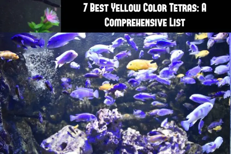 7 Best Yellow Color Tetras: A Comprehensive List - Tetra Fish Care