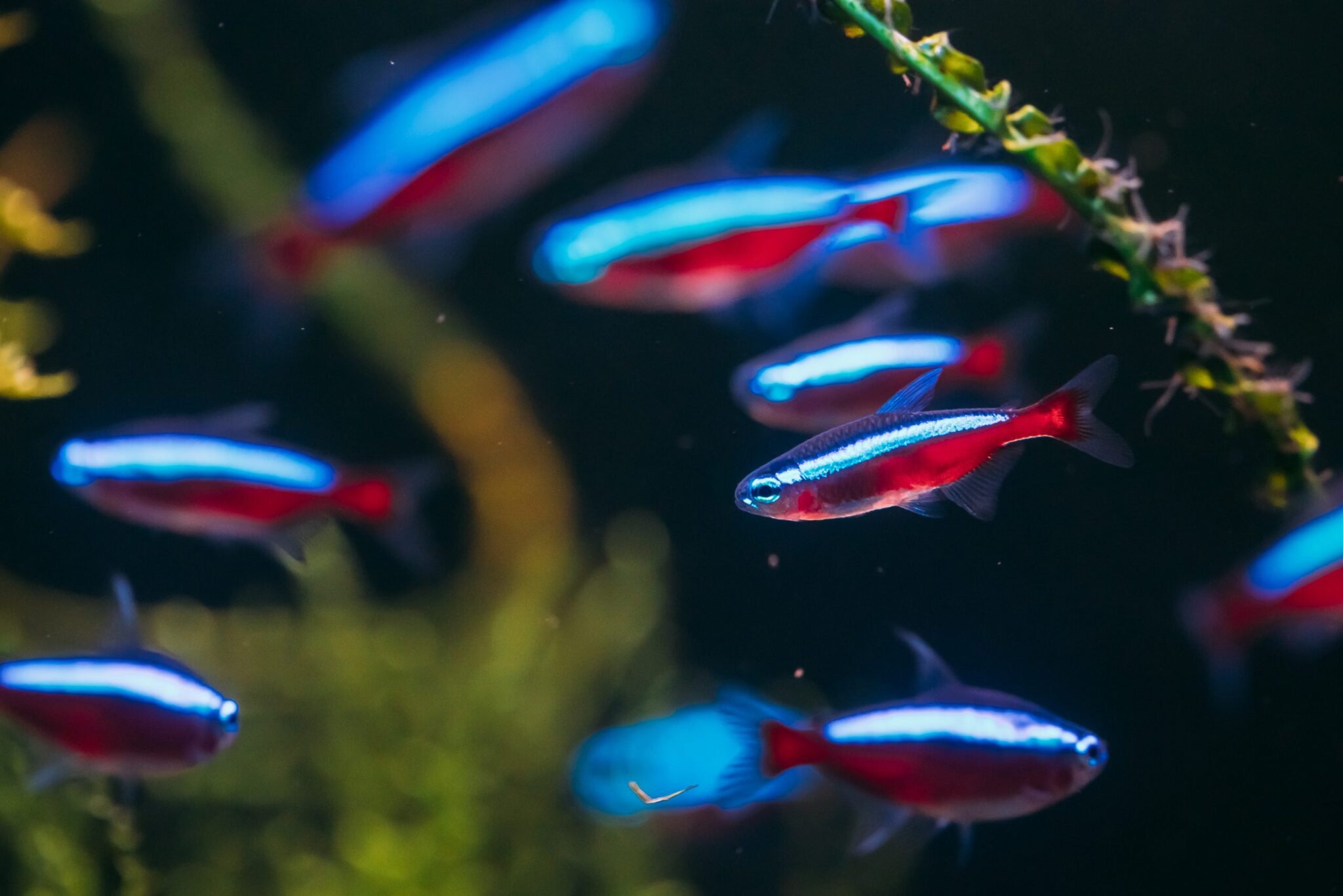 15 Compatible GloFish Tetra Tank Mates