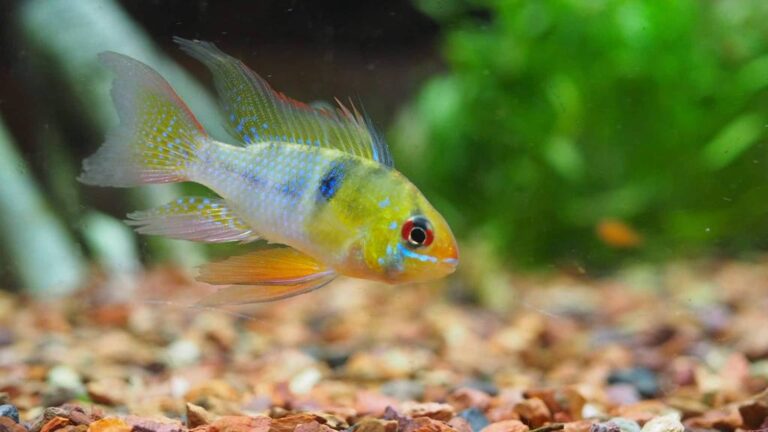 15 Compatible GloFish Tetra Tank Mates